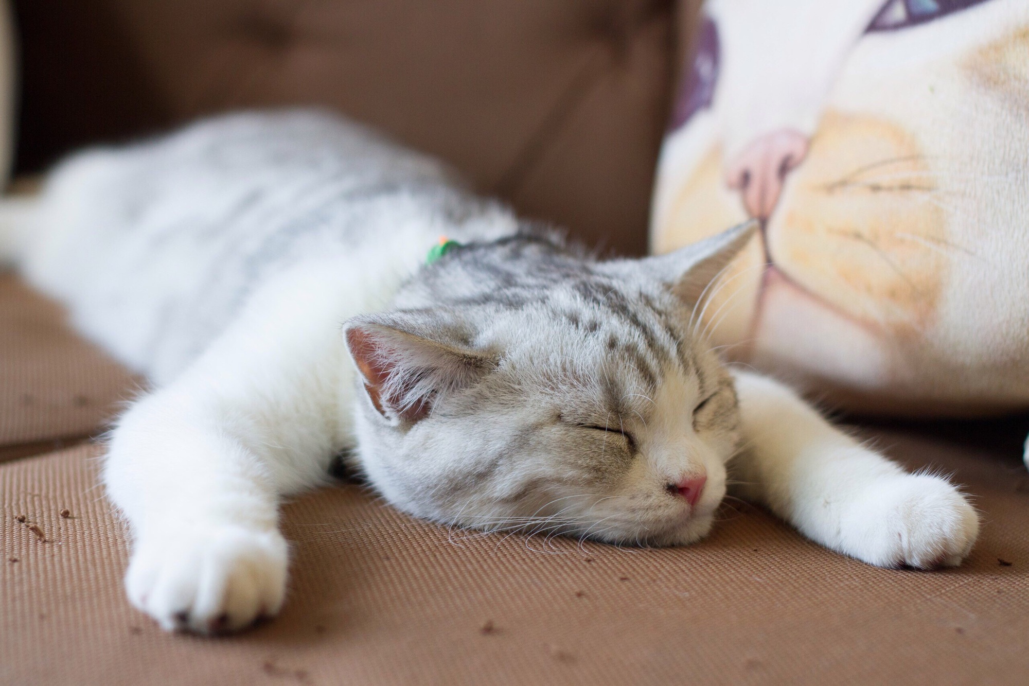 Gatto graffia divano: 5 Semplici Consigli per Farlo Smettere - SalutePro